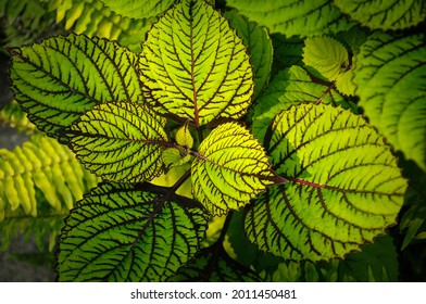 739 Fishnet Stocking Pattern Images, Stock Photos & Vectors | Shutterstock