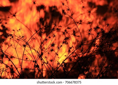 Veld Fire Stock Photo 706678375 | Shutterstock