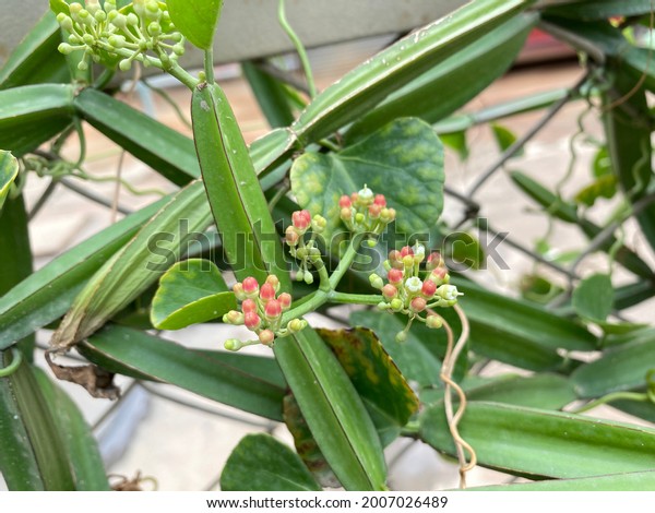 Veldt Grape Devils Backbone Adamant Creeper Stock Photo 2007026489 ...