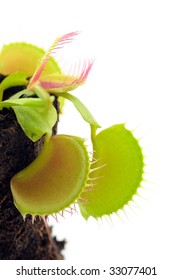 Venus Flytrap Closeup Over White Background Stock Photo (Edit Now) 33077401