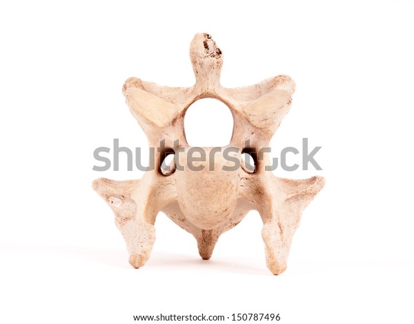 Vertebra Stock Photo (Edit Now) 150787496