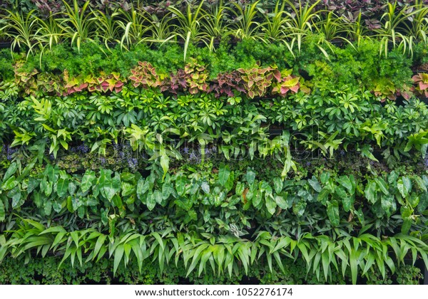 Vertical Garden Wall Texture Background Stock Photo (Edit Now) 1052276174