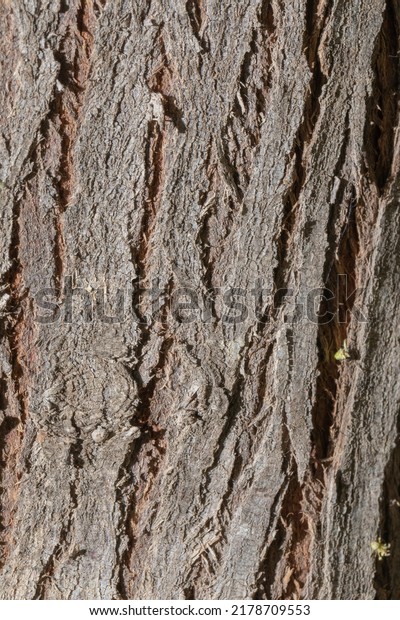 Vertical Gray Bark Background Tree Stock Photo 2178709553 | Shutterstock