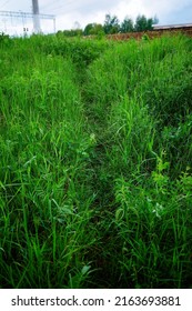 Vertical Path Green Grass Texture Backdrop Stock Photo 2163693881 ...
