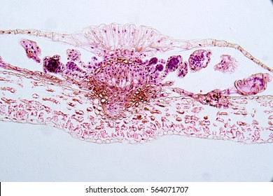 77 Indusium 이미지, 스톡 사진 및 벡터 | Shutterstock