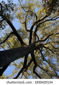 167 Tilt shot forest Images, Stock Photos & Vectors | Shutterstock
