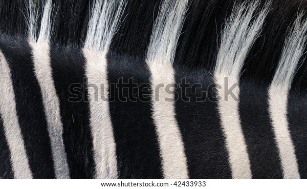 Vertical Zebra Stripes Stock Photo (Edit Now) 42433933