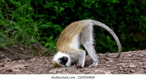 1,514 Monkey Looking Down Images, Stock Photos & Vectors | Shutterstock