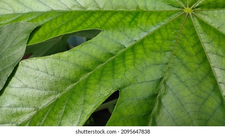 Very Beautiful Leaf Pattern Background Stock Photo 2095647838 ...