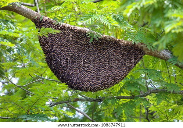 Very Big Honeycomb On Branch Big Stock Photo 1086747911 | Shutterstock Very Big Honeycomb On Branch Big Stock Photo 1086747911 | Shutterstock