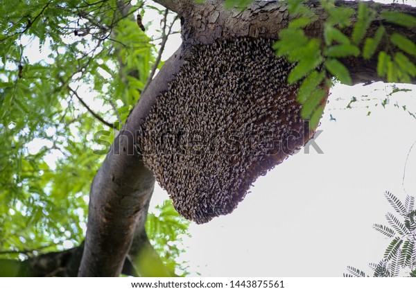 Very Big Honeycomb On Branch Big Stock Photo 1443875561 | Shutterstock Very Big Honeycomb On Branch Big Stock Photo 1443875561 | Shutterstock