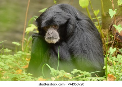 141,957 Sad looking animals Images, Stock Photos & Vectors | Shutterstock
