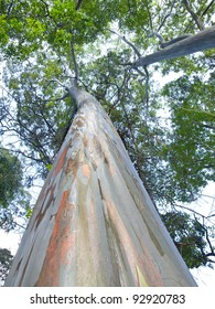 1,897 Tall gum tree Images, Stock Photos & Vectors | Shutterstock