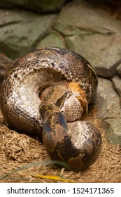 Very Large Reticulated Pythonmalayopython Reticulatus Curled Stock ...