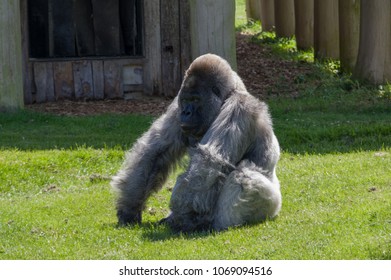 Very Old Gorilla Stock Photo 1069094516 | Shutterstock