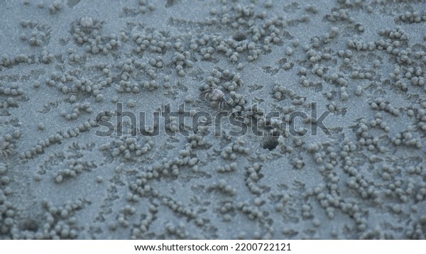 Very Small Crab Digging Nesting Holes Stock Photo 2200722121 | Shutterstock