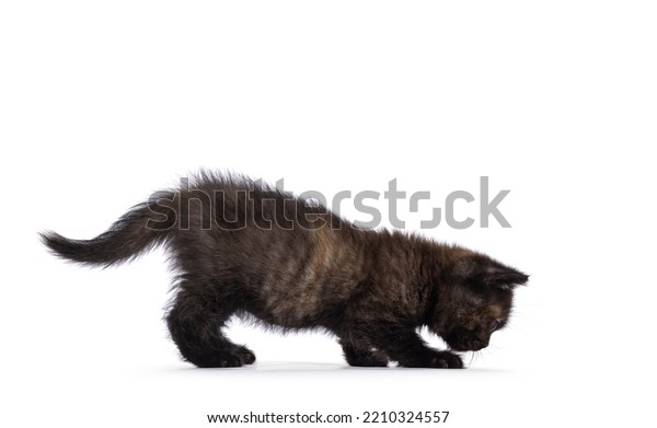 Very Tiny Curious Little Tortie British Stock Photo 2210324557 ... Very Tiny Curious Little Tortie British Stock Photo 2210324557 ...