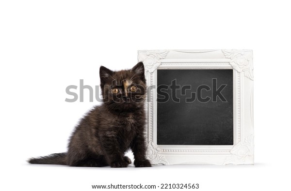 Very Tiny Curious Little Tortie British Stock Photo 2210324563 ... Very Tiny Curious Little Tortie British Stock Photo 2210324563 ...