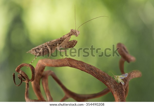 Very Tiny Mantis Called Hunted Small Stock Photo (Edit Now) 354490208
