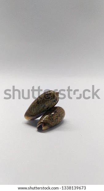 Very Unique Shells White Background Stock Photo 1338139673 | Shutterstock
