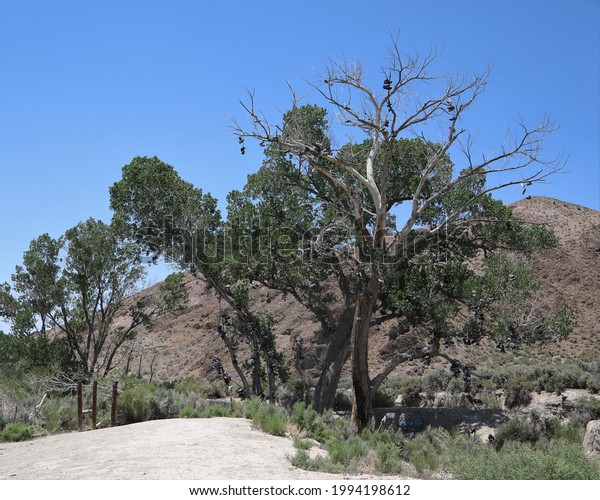 Very Unique Tree Roadside Pull Off Stock Photo 1994198612 | Shutterstock
