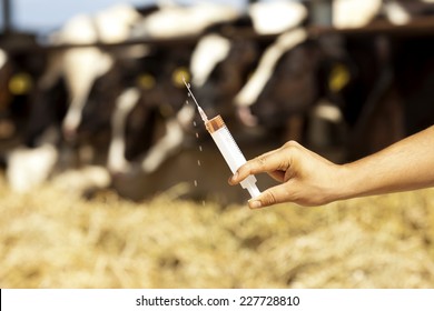 496 Cattle Injection Images, Stock Photos & Vectors | Shutterstock