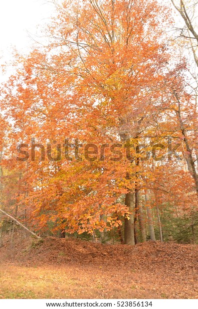 Vibrant Red Yellow Tree Fall Foliage Stock Photo 523856134 | Shutterstock