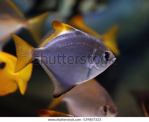Vibrant Triangle Shape Small Fish Aquarium Stock Photo (Edit Now) 539807323