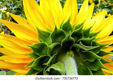 Korean Sunflowers Honeybees Stock Photo 733737733 | Shutterstock