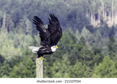507 Bald eagle taking off Images, Stock Photos & Vectors | Shutterstock