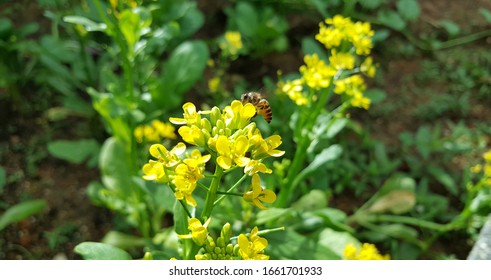 1,105 Chinese broccoli flowers Images, Stock Photos & Vectors ...