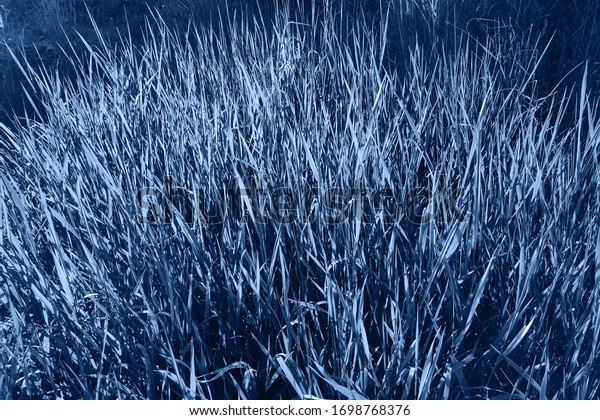 View Blue Grass Texture Baskground Toned Stock Photo 1698768376 ...