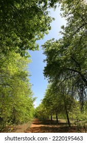 136,225 Blue Sky Through Trees Images, Stock Photos & Vectors ...