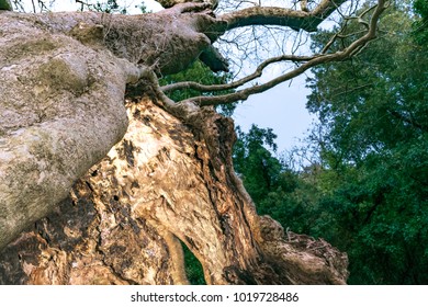 Curinga Images, Stock Photos & Vectors | Shutterstock