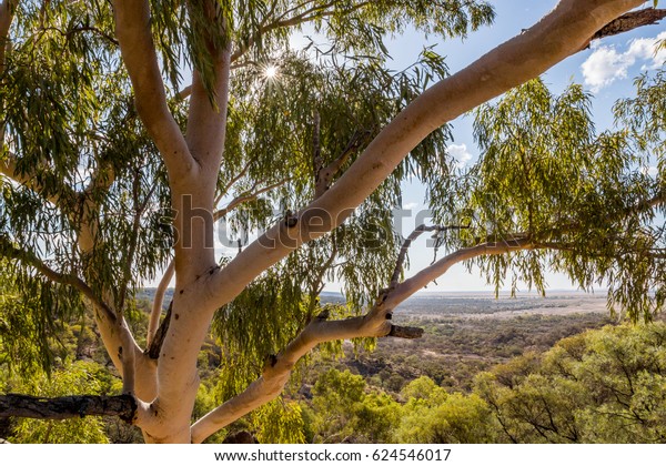 View Canopy Australian Native Eucalyptus Gum Stock Photo 624546017 ...