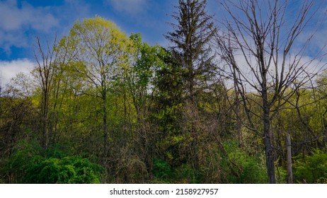 View Different Types Trees Forest Stock Photo 2158927957 | Shutterstock