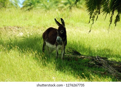 252 Donkey under a tree Images, Stock Photos & Vectors | Shutterstock