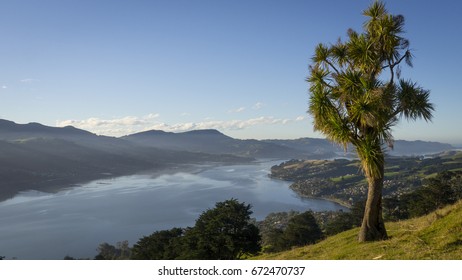 39 Cabbage Tree Harbour Images, Stock Photos & Vectors | Shutterstock