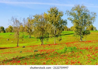 98 Darom adom Images, Stock Photos & Vectors | Shutterstock