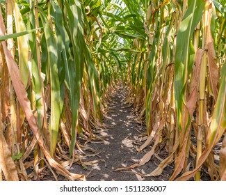 View Inside Cornfield Under Canopy Corn Stock Photo 1511236007 ...