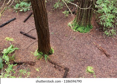 545 Forest Floor Looking Down Stock Photos, Images & Photography ...
