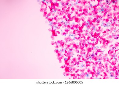 View Microscopic Normal Human Cervix Cellssquamous Stock Photo (Edit ...