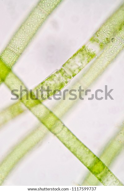 View Microscopy Green Algae Biological Education Stock Photo (Edit Now ...