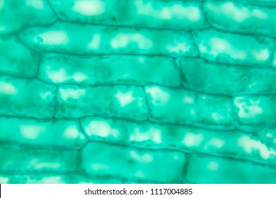 Hydrilla Images, Stock Photos & Vectors | Shutterstock