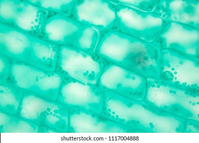View Microscopy Surface Leaf Cell Hydrilla Stock Photo 1117004888 ...
