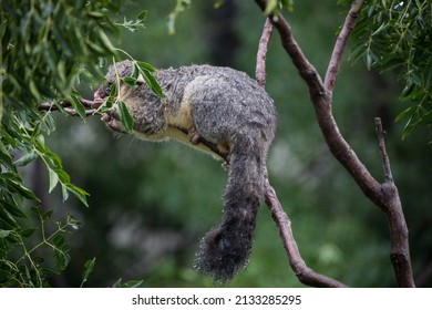 5,015 Opossum Images, Stock Photos & Vectors | Shutterstock