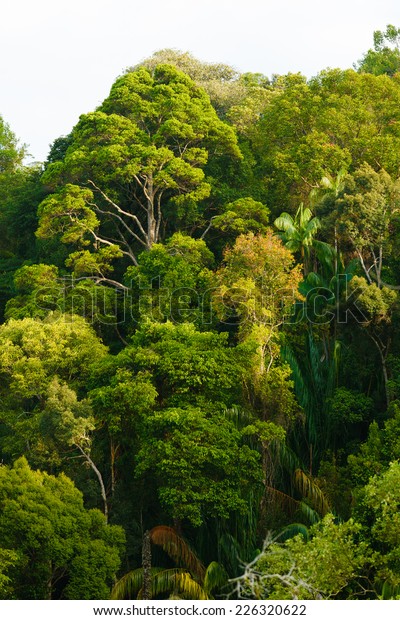 View Rain Forest Canopy Stock Photo 226320622 | Shutterstock