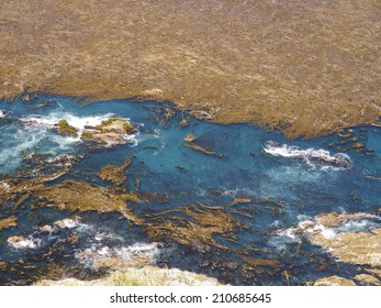 137 Globe algae Images, Stock Photos & Vectors | Shutterstock