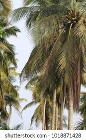 Beautiful Southern California Palm Tree Stock Photo (Edit Now) 1709511760