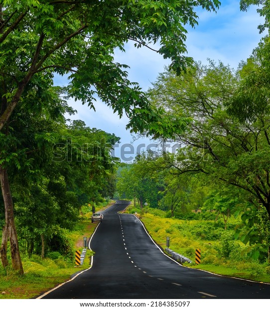 View Sublime Road Trees Surrounded Selective Stock Photo 2184385097 ...